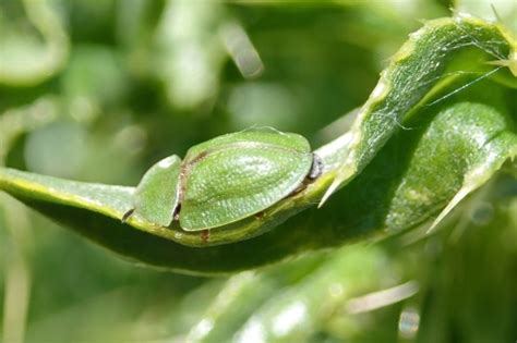 Thistle Tortoise Beetle Earthstar