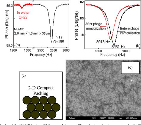 Figure 2 From Detection Of Bacillus Anthracis Spores Using Phage Immobilized Magnetostrictive