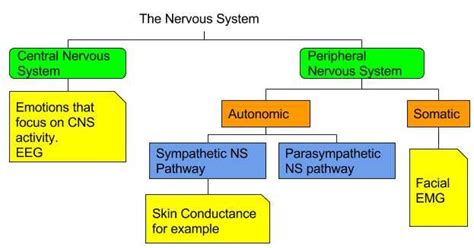 Overview Of The Nervous System Setup And Its Relation To Emotions
