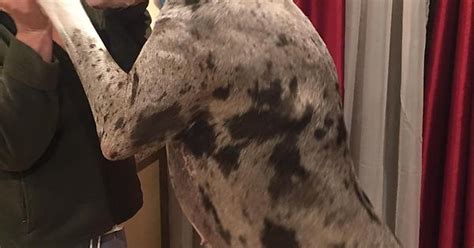 Staying At The Best Air Bnb 10 Month Old Great Dane Mom Am Not