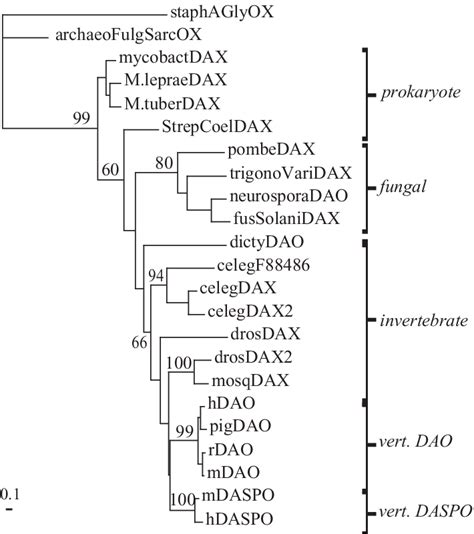 clustalx neighbour joining tree depicting the evolutionary