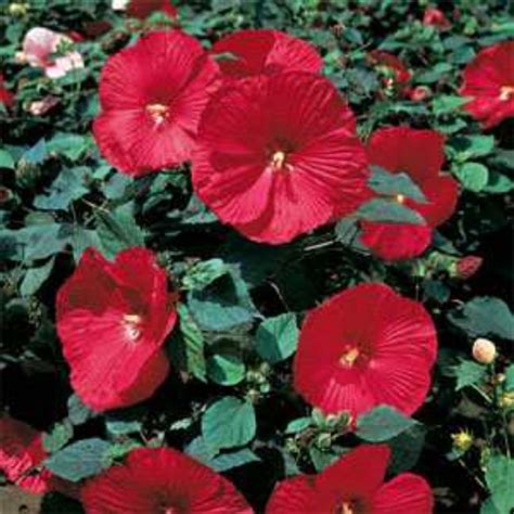 Hibiscus Seed Luna Red Hardy Hibiscus Flower Seeds