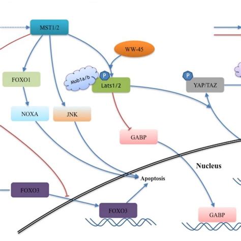 Regulators Of Mst3 And Mst4 And Ysk1 The Biological Function Of Mst3