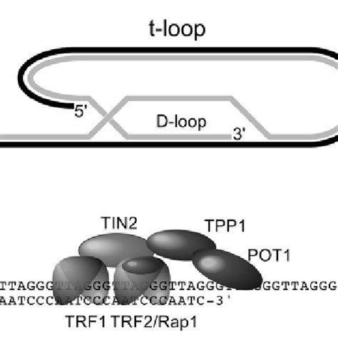G Quadruplex Dna Structure A G Quartet Four Guanine Nucleotides Can