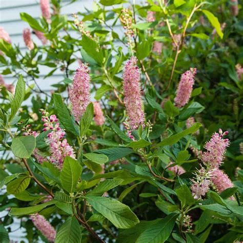Sweet Pepper Bush Honey At Mikayla Gascoigne Blog