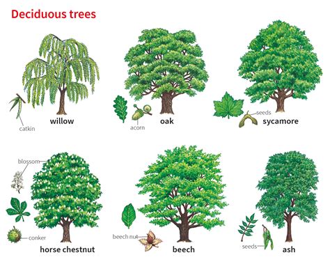 Deciduous Adjective Definition Pictures Pronunciation And Usage Notes Oxford Advanced