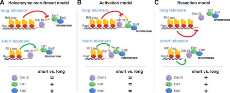 Increased Association Of Telomerase With Short Telomeres In Yeast