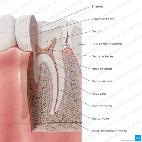 Anatomy Of A Tooth Structure Tooth Anatomy