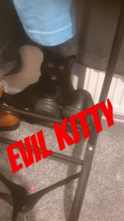 Evil Kitty Cat Shorts Evilcat Cats Youtube