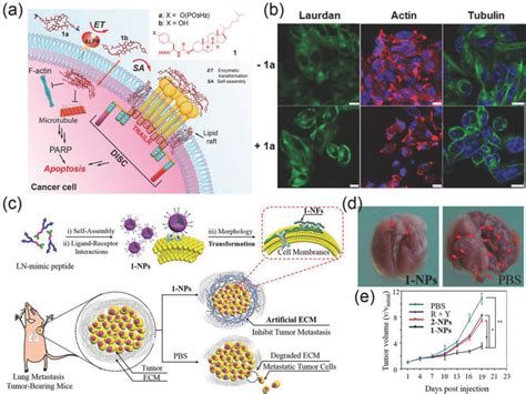 A Schematic Of The Enzyme‐instructed Self‐assembly Of The
