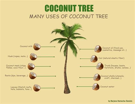 Parts Of A Coconut Tree And Its Uses Design Talk