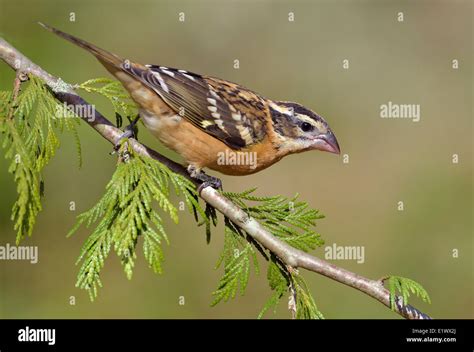 Female Black Headed Grosbeak