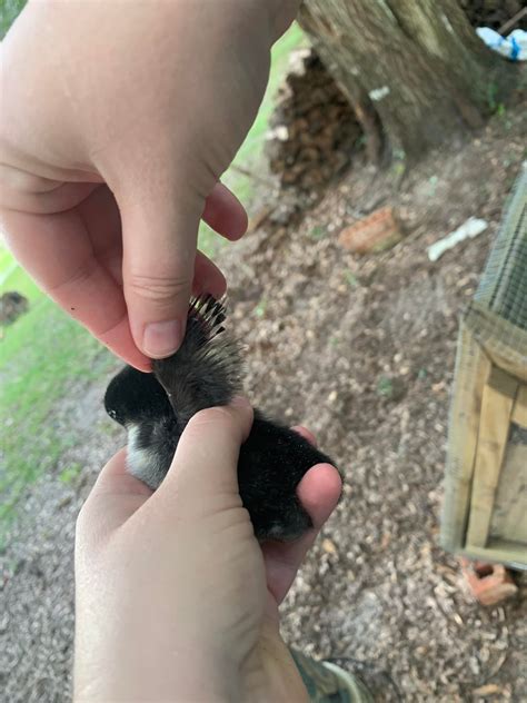 Does Sexing At Hatching Work R Backyardchickens