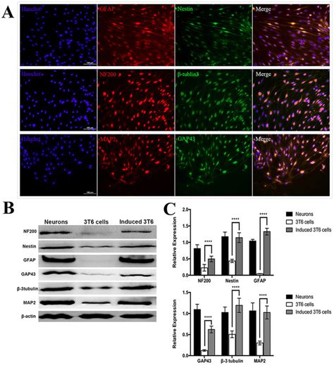 In Vitro Neural Differentiation Of 3t6 Cells A Differentiation Download Scientific Diagram