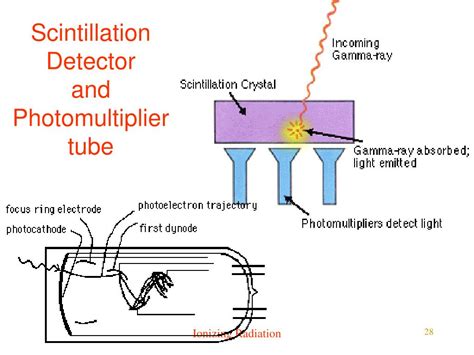Ppt Ionizing Radiation Radioactivity Measurements Powerpoint Presentation Id 240520