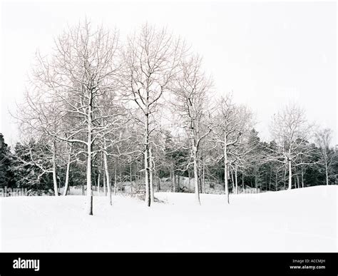 Trees Covered In Snow Stock Photo Alamy Trees Covered In Snow Stock Photo Alamy