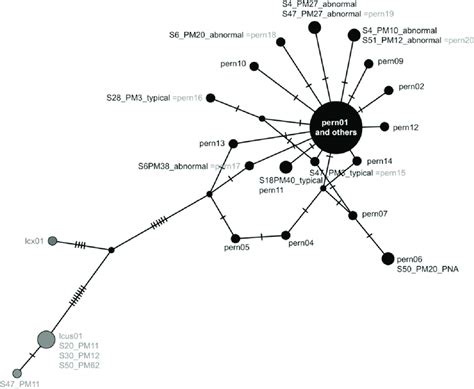 Haplotype Network Constructed With The Tcs Program It Includes 21