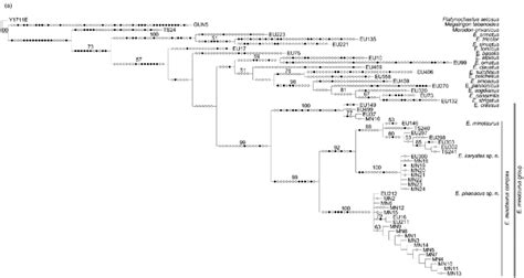 maximum parsimony analyses for the concatenated 3 and 5 fragments of