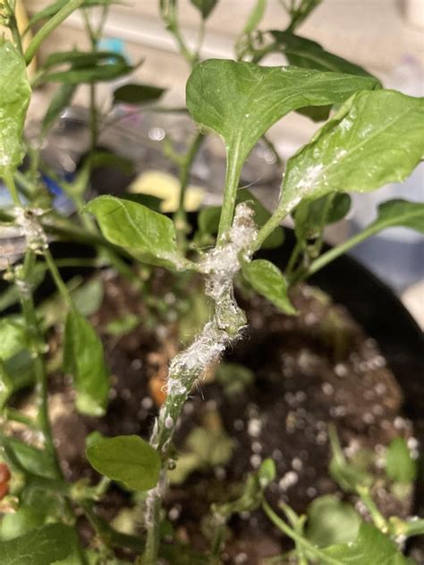 Whats This White Fuzz On My Sweet Pepper Plant R Plants