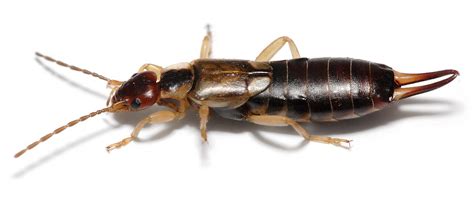 Earwig วิกิพีเดีย
