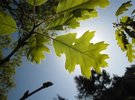 Quercus Kelloggii Herons Head Nursery