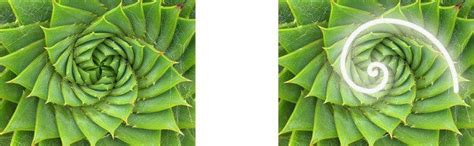 The Fibonacci Sequence In Nature Mindful Living Mindful Living Network