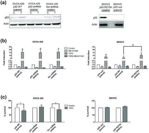 Wild Type P53 Cells But Not P53 Null Or Mutant P53 Cells Are Growth