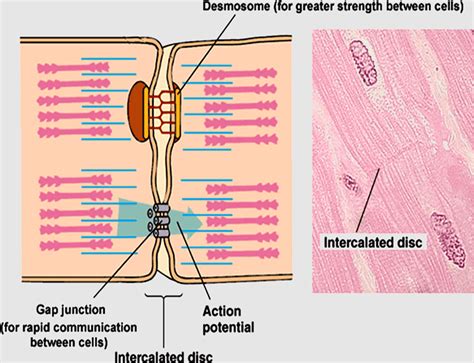 Desmosome Cell Junction Gap Junction Length Contraction