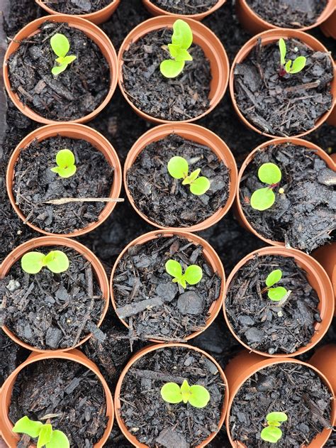 Different Ways To Propagate Dahlias Growing From Seed Cutting Or