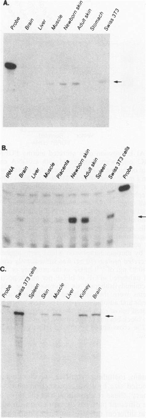 Mrna Expression Of Exons Illa Ilib And Ilic A Total Cellular Rna