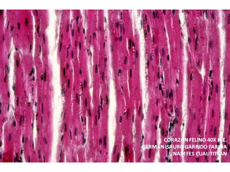 Morfologia E Histologia De Gato Felis Catus Morfologia E Histologia