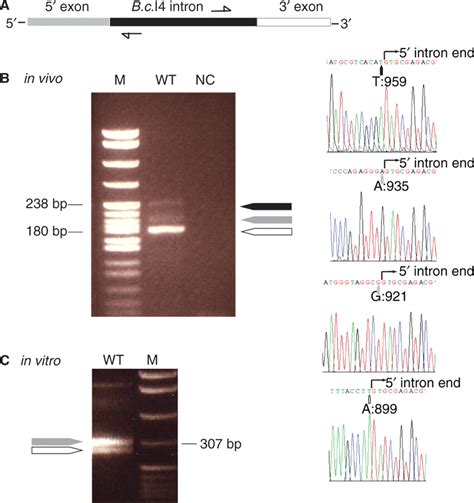 Inverse Rt Pcr Analysis For Detection Of Bci4 Lariat And Other