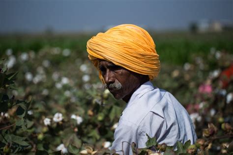 Cotton Farming Edward Jonkler