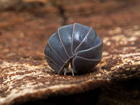 In Your Yard Pill Bugs Roly Poly Bugs