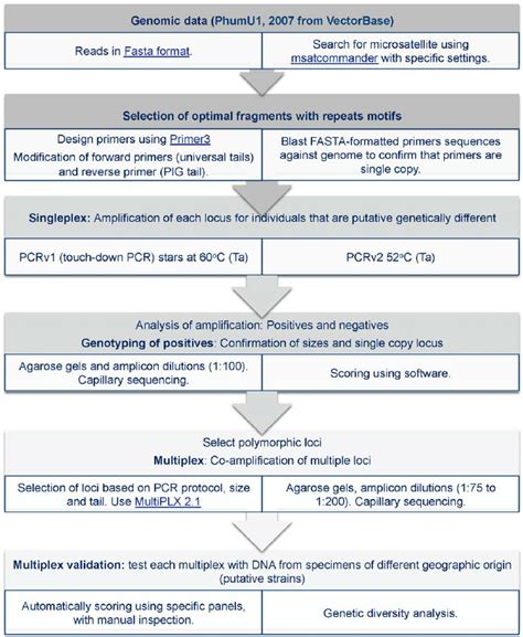 Analytical Pipeline Used To Develop Microsatellite Loci From Genomic Download Scientific