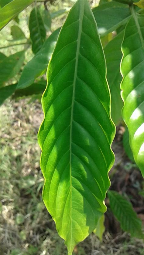 Leaf Classification Roboflow Universe