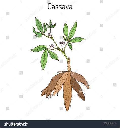 Cassava Manihot Esculenta Brazilian Arrowroot Manioc Stock Vector