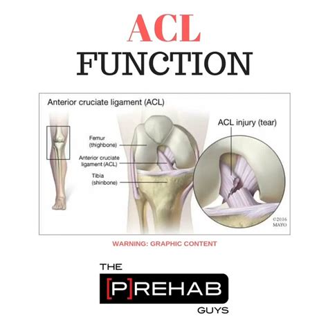 The Function Of The Acl Youtube