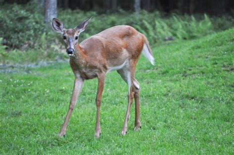 Premium Photo Whitetail Doe Deer With Her Tongue Sticking Out