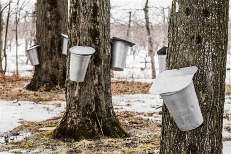 5 Ways To Eat Maple Syrup Straight From The Tree Tree Journey