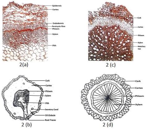 A Ts Of Stem B Diagrammatic View Of Ts Of Rhizome C Ts Of