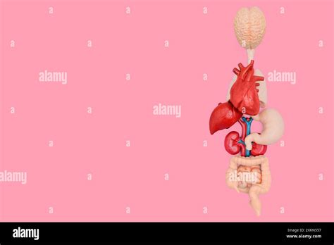 Collection Of Realistic Models Of The Essential Human Organs Arranged