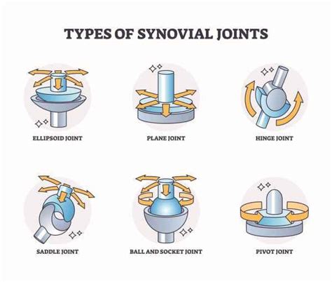 Synovial Joint Brookbush Institute