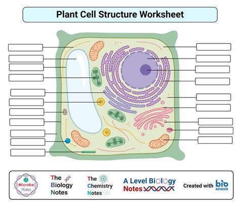 Parts Of A Plant Cell Worksheet