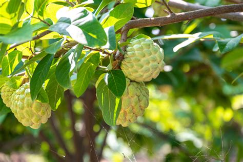 커스터드 사과 열대 이국적인 과일 설탕 사과 Annona Sweetsop 나뭇 가지에서 자랍니다 0명에 대한 스톡 사진 및 기타 이미지 Istock