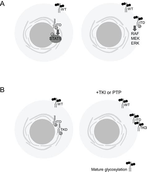 Subcellular Localizations Of Flt3 Itd And Flt3 Tkd Their Maturation Download Scientific