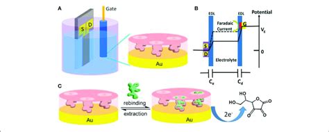 A Schematic Diagram Of An Aa Sensor Based On The Mip Modified Oect Download Scientific