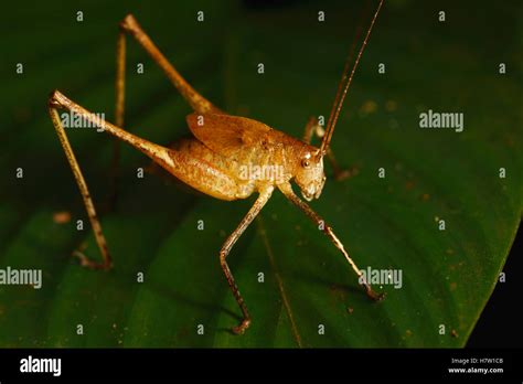 Grasshopper In Tropical Rainforest Lobeke National Park Cameroon