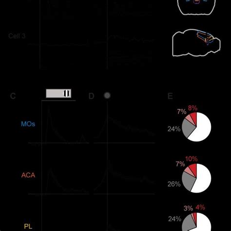 Mpfc Neurons Of Trained Mice Show Stimulus And Movement Evoked