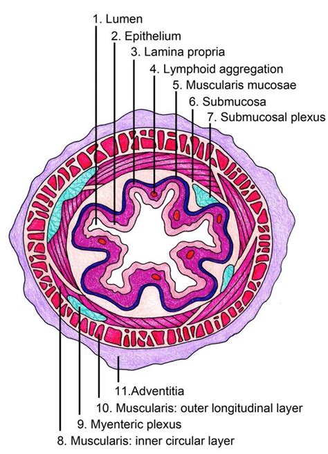 Esophagus Function